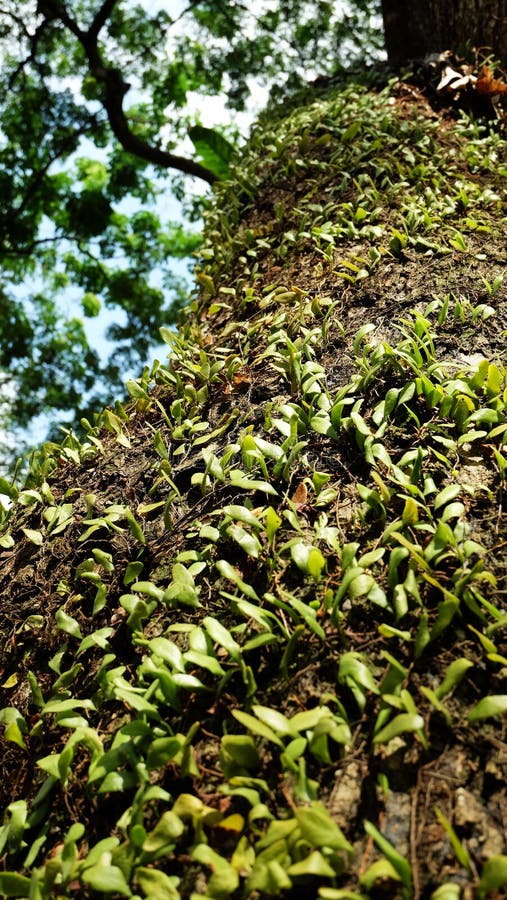 Small plant on tree trunk stock image. Image of colour - 42678063