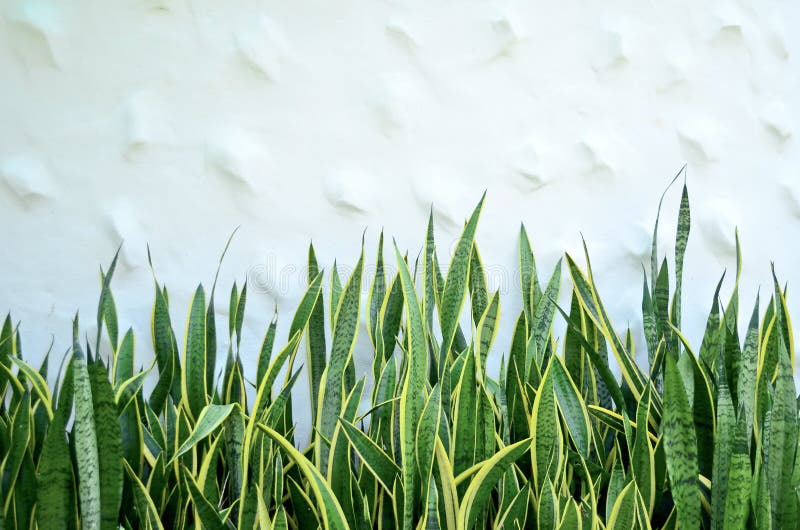 Small Plant on White Background Stock Image - Image of garden, frame ...