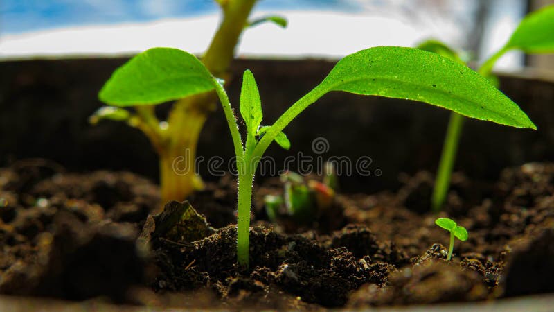 A Small Planted Deciduous Tree Grows in the Ground Stock Image - Image ...