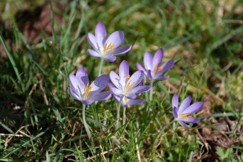 Small Planting of Wild Crocus Bulbs Stock Photo - Image of macro, petal ...