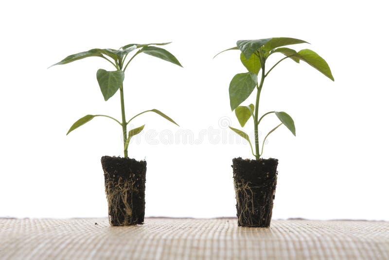 Small Plants Picture. Image: 5084258