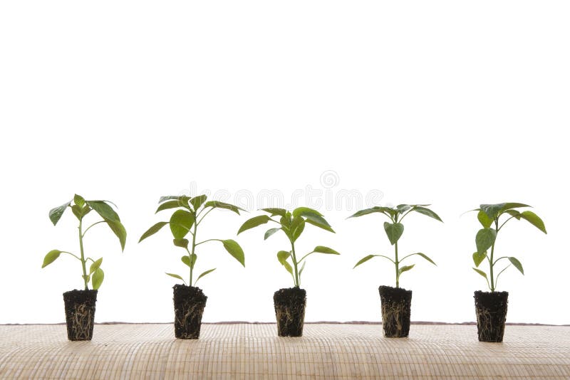 Small plants stock photo. Image of small, gardening, shoot - 5084636