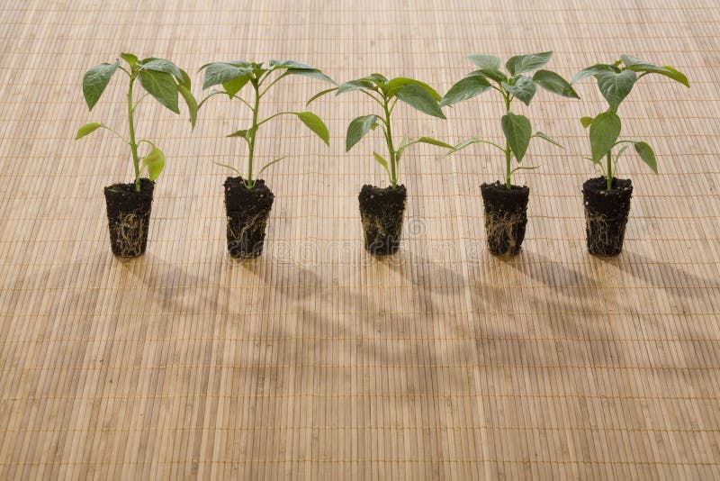 Small Plants Picture. Image: 5085307