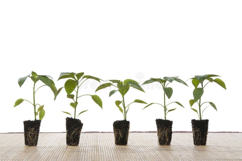 Small plants stock image. Image of small, shoot, houseplant - 5085749