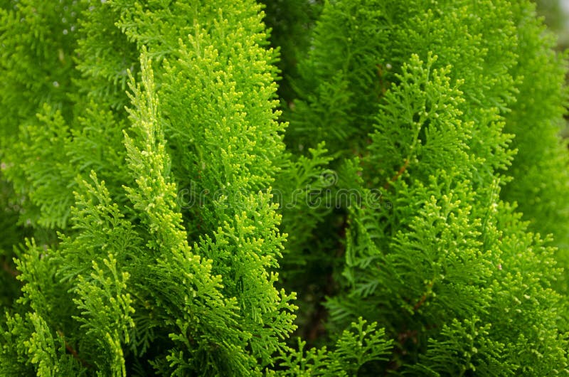 Small plants background stock photo. Image of nature - 41906198