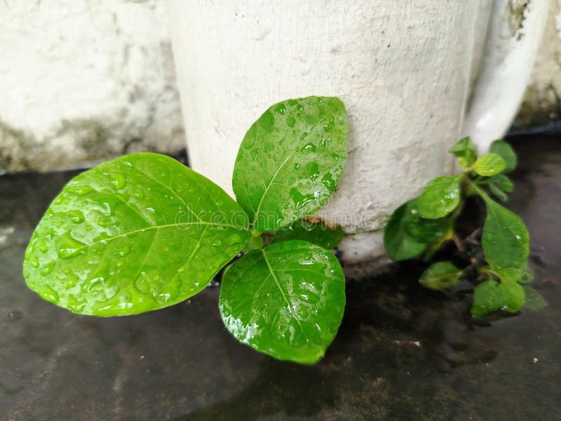 Small Plants that Continue To Grow on the Surface of the Ceramic Stock ...
