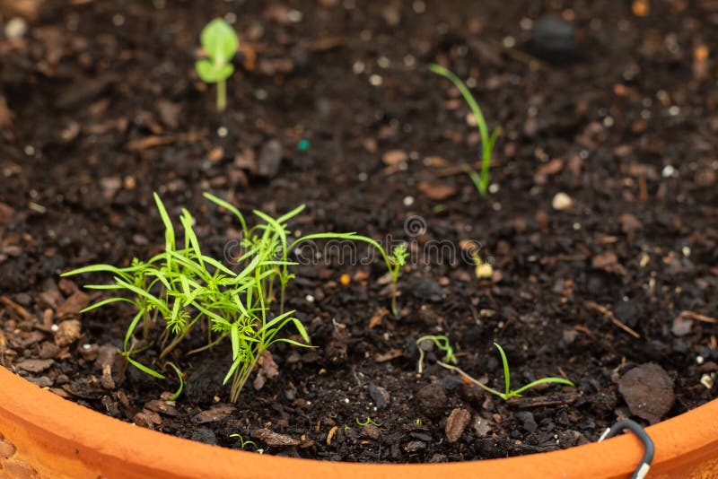 Small Plants of Dill on Ground in Ceramic Pot Stock Image - Image of ...