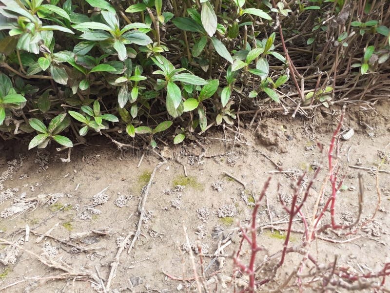 Small Plants with Dry Roots in Soil Stock Photo - Image of texture ...