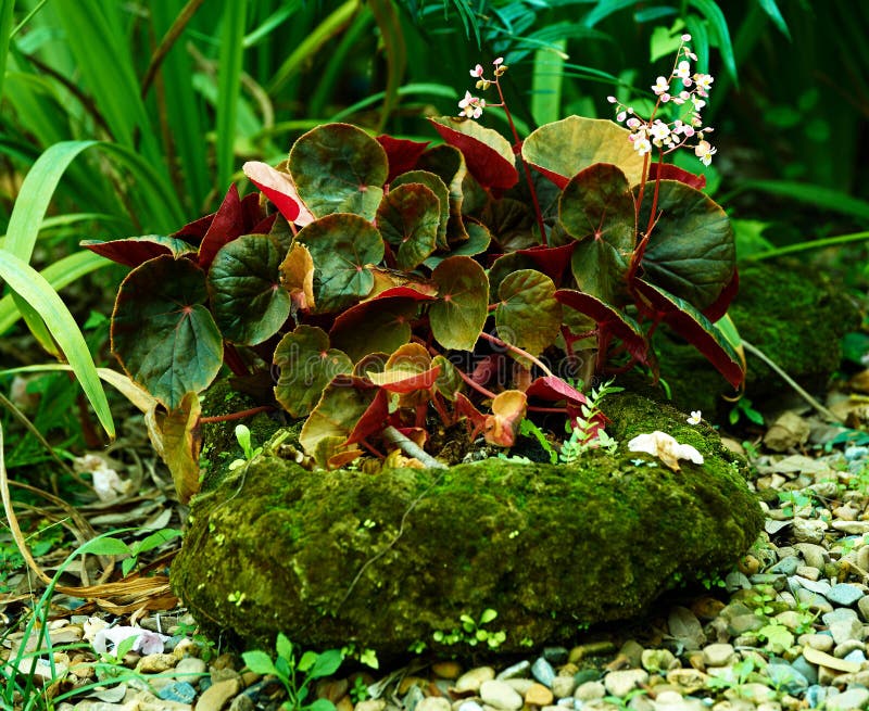 Small Plants in Small Ecosystem in Nature Stock Photo - Image of design ...