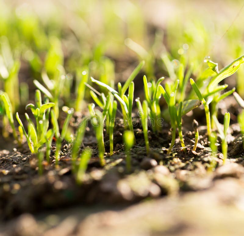 Small Plants on the Ground in Spring Stock Photo - Image of forest ...