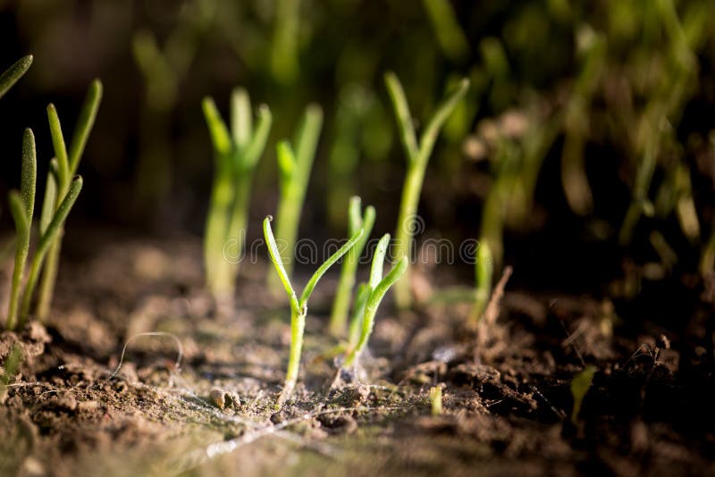 Small Plants on the Ground in Spring Stock Photo - Image of fresh, leaf ...