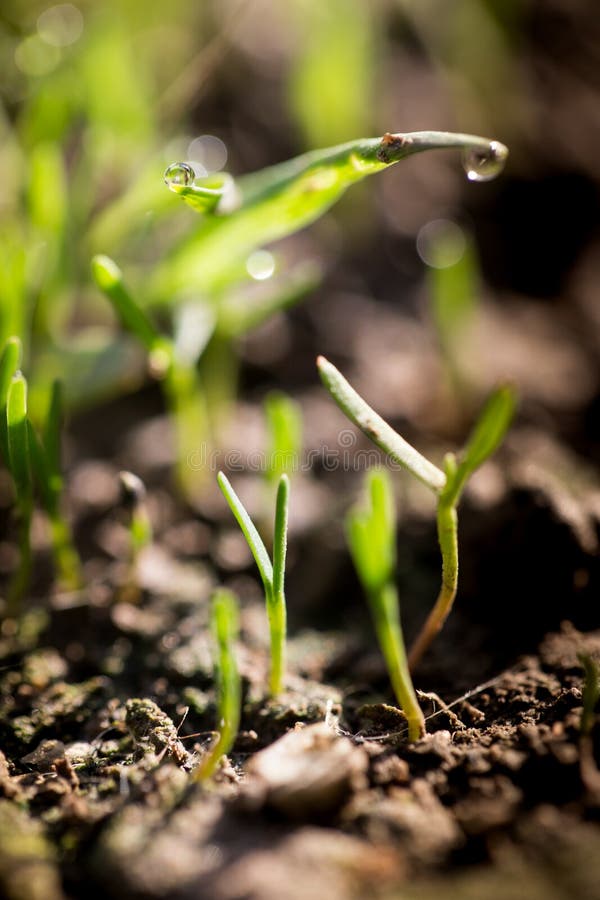Small Plants on the Ground in Spring Stock Image - Image of life, soil ...