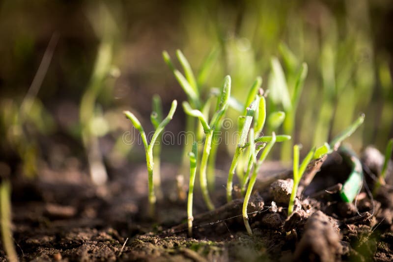 Small Plants on the Ground in Spring Stock Photo - Image of nature ...