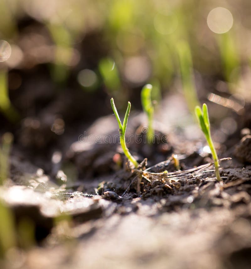 Small Plants on the Ground in Spring Stock Image - Image of soil ...
