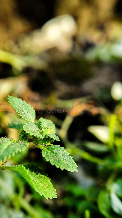 Small Plants Growing Around Mossy Rocks in the Afternoon Sun Stock ...