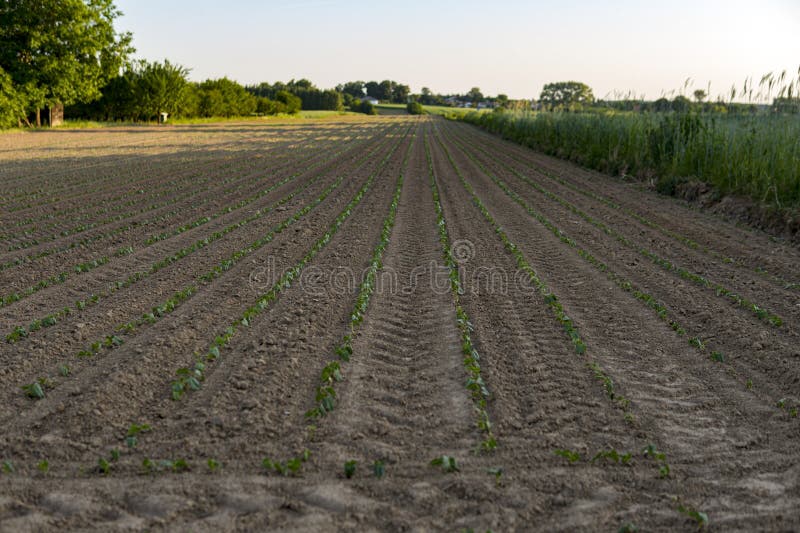 Small Plants Growing in Straight Rows in the Field Stock Image - Image ...