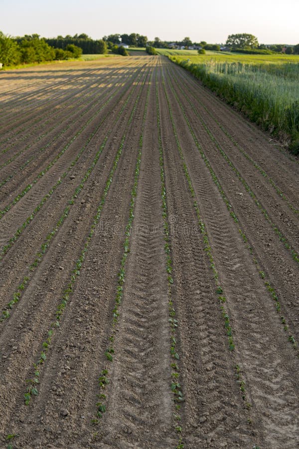 Small Plants Growing in Straight Rows in the Field Stock Image - Image ...