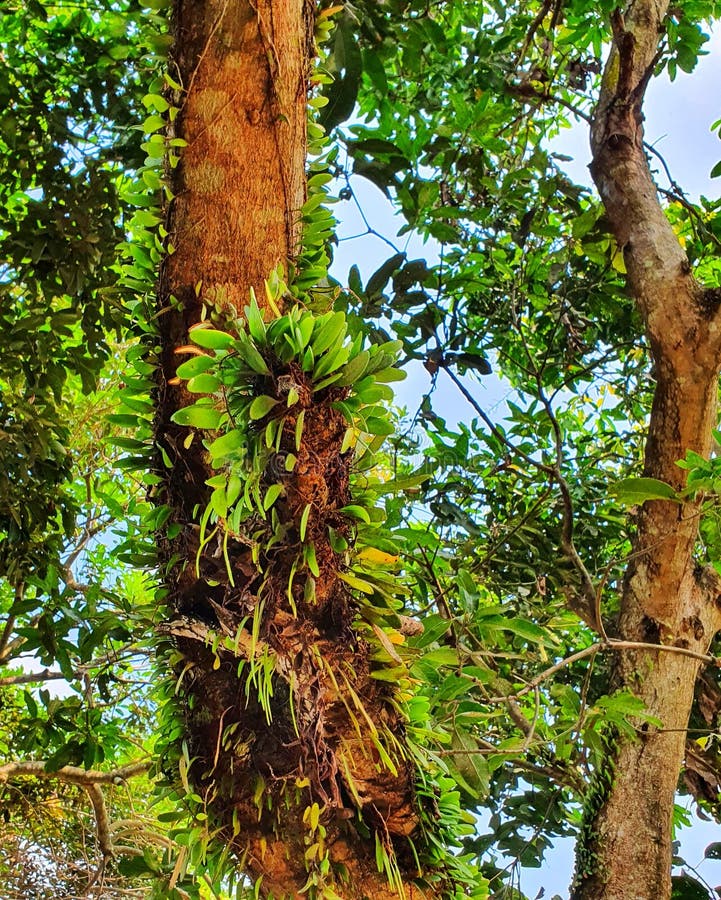 Small Plants Grown on the Branches of Mango Tree at the Front Yard ...
