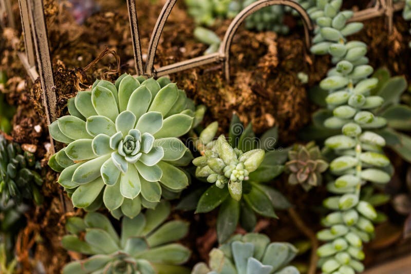 Small plants stock photo. Image of soil, green, nature - 49844330