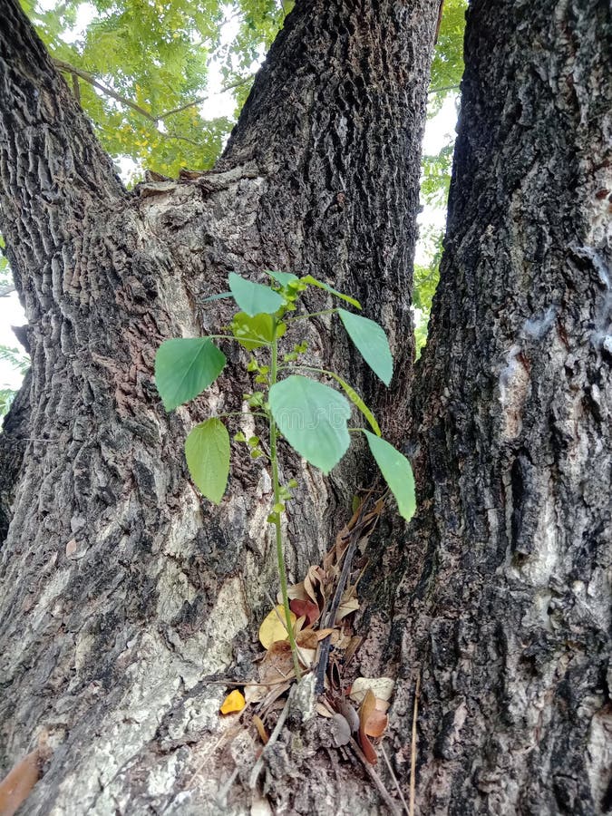 The Small Plants that Live in the Trunk of the Tamarind Tree Stock ...