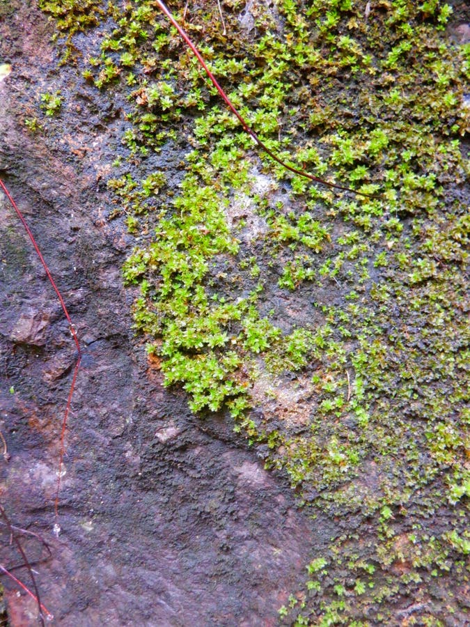 Small plants and moss stock photo. Image of flora, plants - 167848722