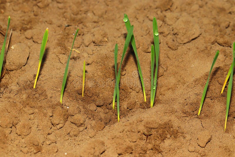 Small Plants of Newly Growing Wheat and Dew Drops on it Stock Photo ...