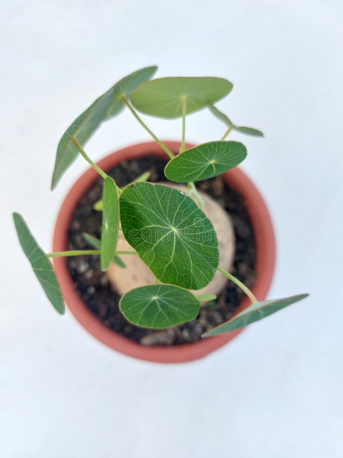 Small Plants in Pots on the Table Stock Image - Image of green, shrub ...