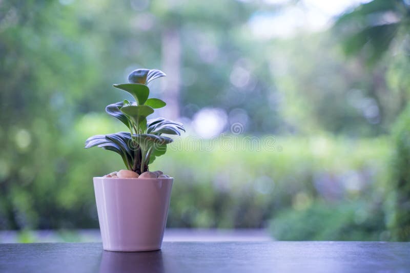 Small Plants in Pots on the Table Ideas for Decorating the House To Get ...