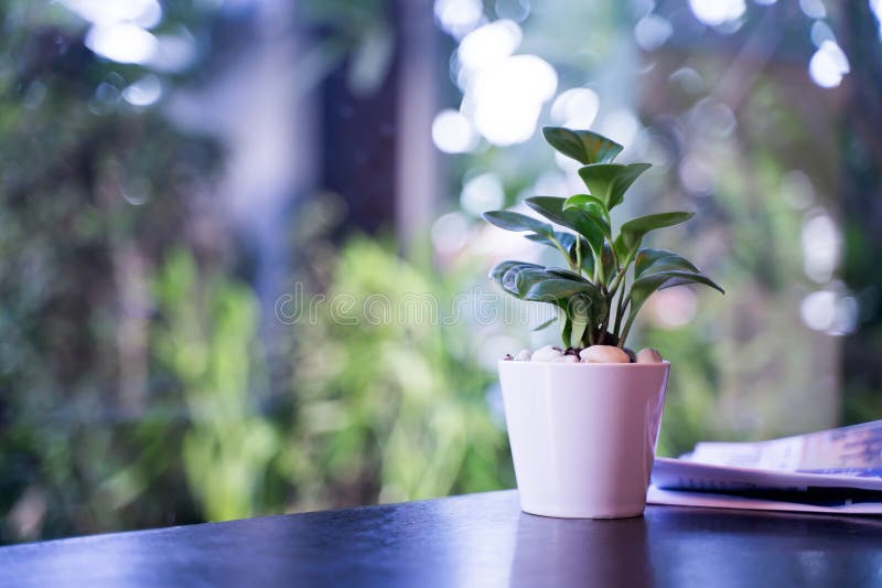 Small Plants in Pots on the Table Ideas for Decorating the House To Get ...