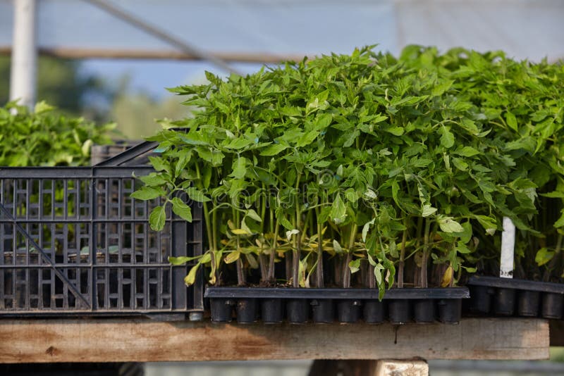 Small Plants Ready for Planting Stock Image - Image of environment ...