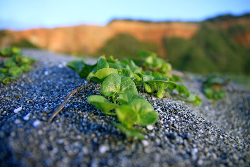 Small plants in sand stock photo. Image of plant, close - 21154414