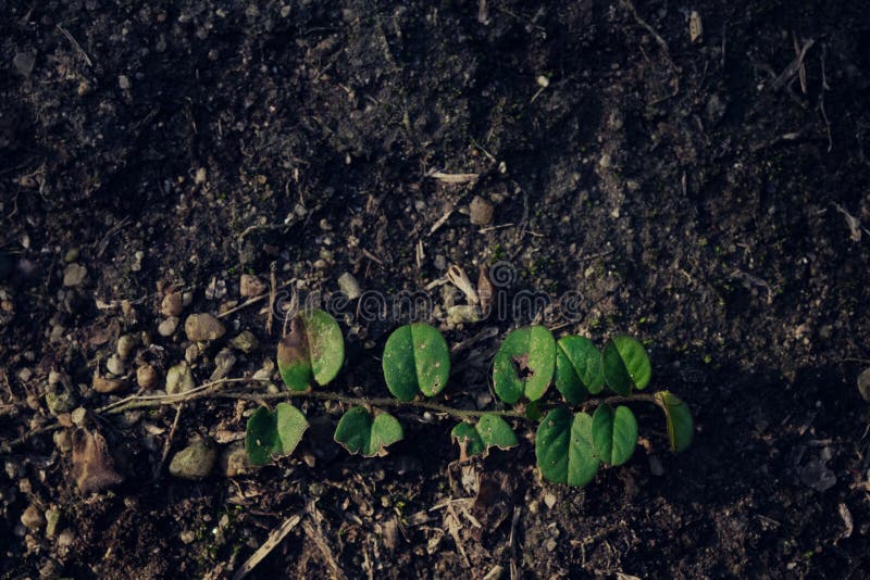 Small plants on the soil stock photo. Image of root - 268998786