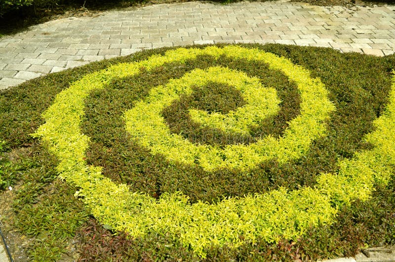 Small Plants in a Spiral Pattern Stock Photo - Image of evergreen ...