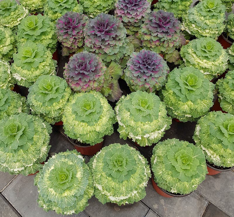 Small plants. stock image. Image of natural, closeup - 130911489