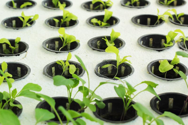 Small Plastic Pots Grow Organic Vegetables. Stock Photo - Image of gift ...