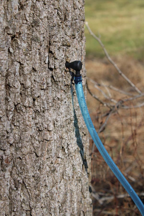 A Small Plastic Tap in a Black Walnut Tree Stock Image - Image of tree ...