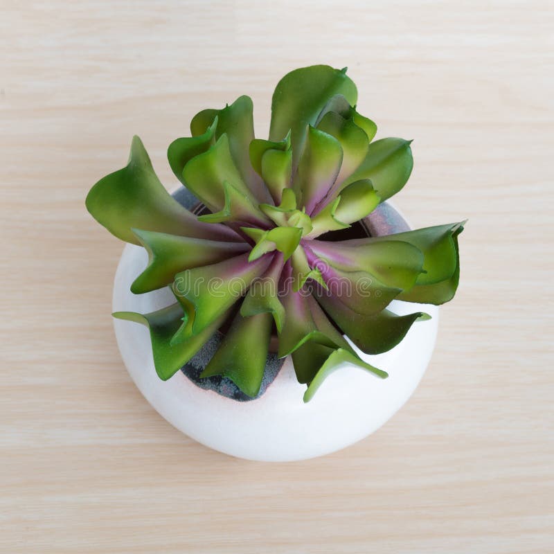 Small Plastic Tree in Small Pot Stock Image - Image of office, clean ...