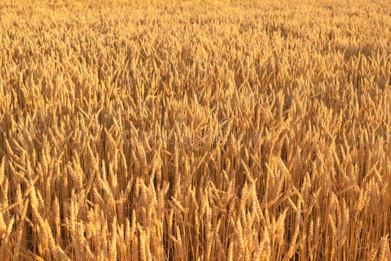 Small Plot with Ripe Wheat. Mature. Stock Photo - Image of barley ...