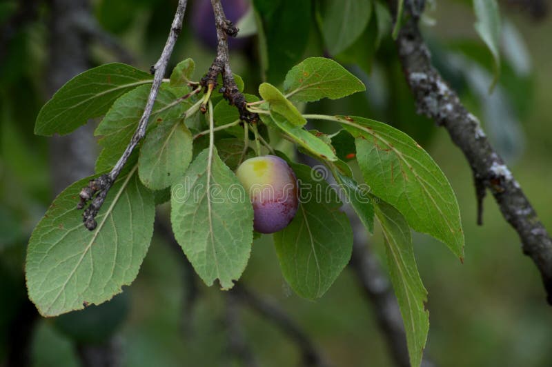 Small plums on a branch stock image. Image of berry - 270092031