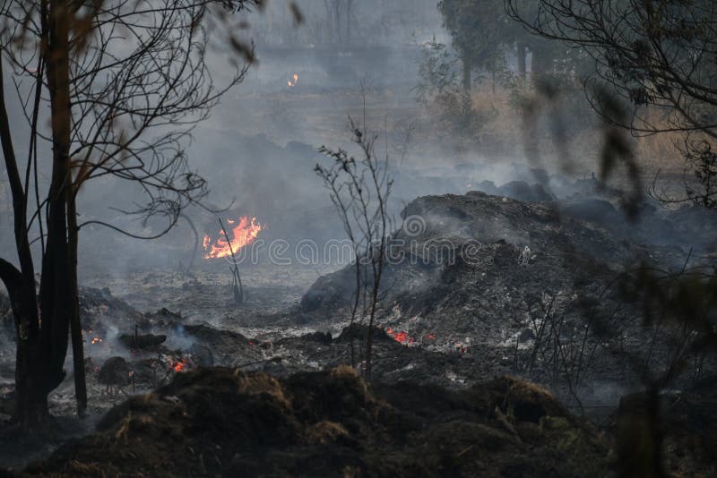 Ashes and Burnt Trees after the Fire Stock Photo - Image of burned ...