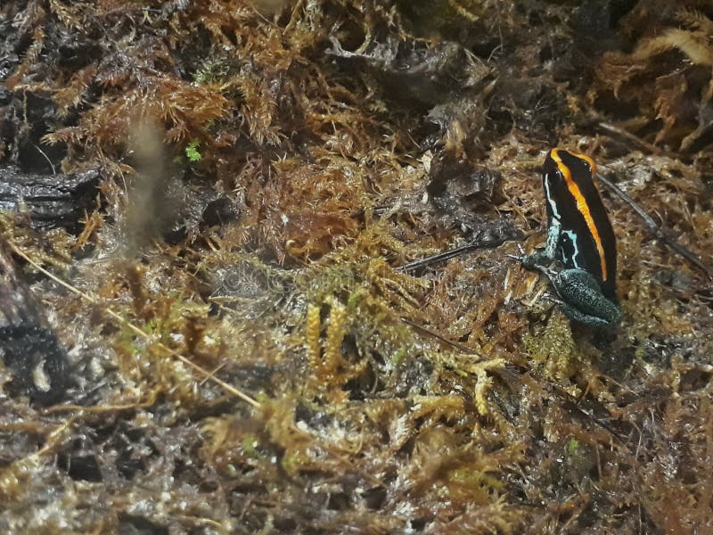 Small but poisonous stock photo. Image of frog, poisonfrog - 106987468