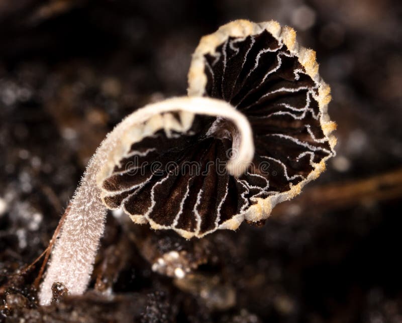 Small Poisonous Mushroom in the Ground Stock Photo - Image of small ...