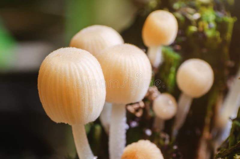 Small Poisonous Mushrooms in the Forest, Danger of Poisoning Stock ...