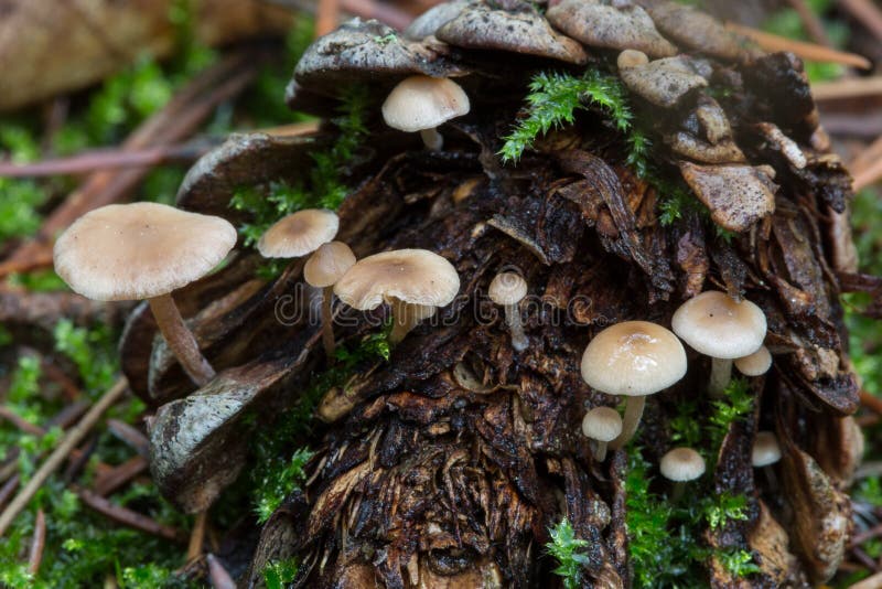 Small Poisonous Mushrooms Unusual Stock Photo - Image of tiny, group ...