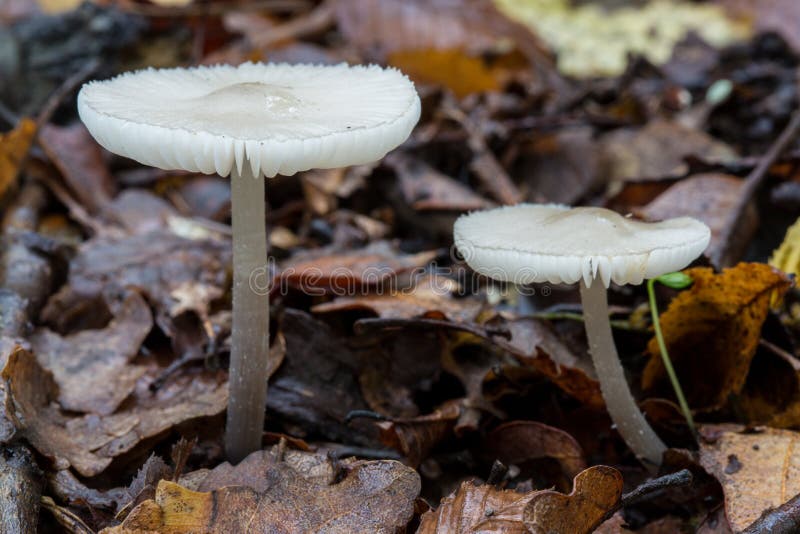 Group of Small Poisonous Mushrooms Stock Photo - Image of poison ...