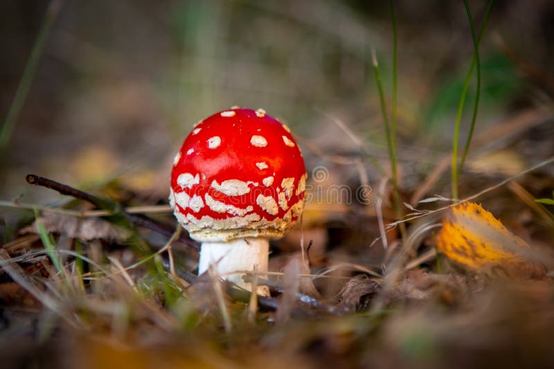 Small Poisonous Toadstool with Its Loud Red Cap Stands on the Forest ...