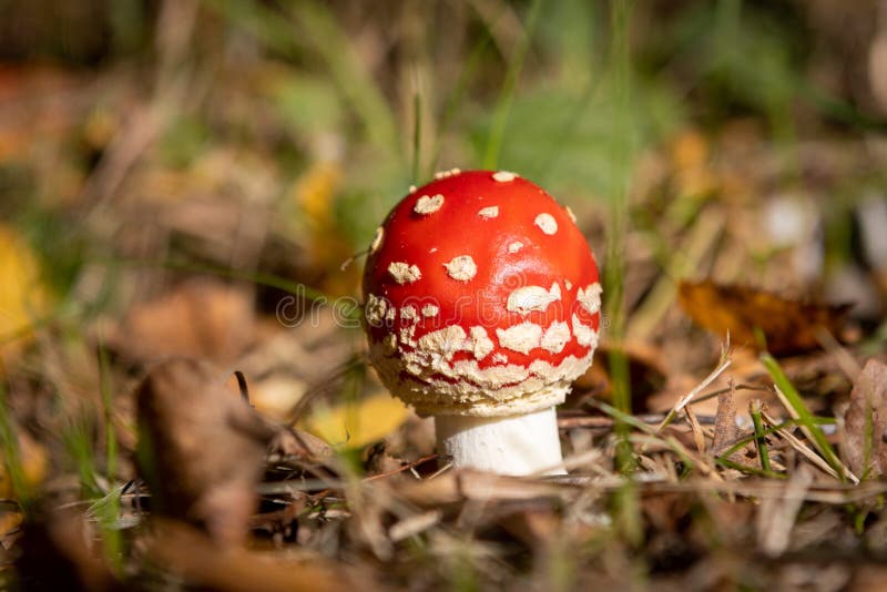 Small Poisonous Toadstool with Its Loud Red Cap Stands on the Forest ...