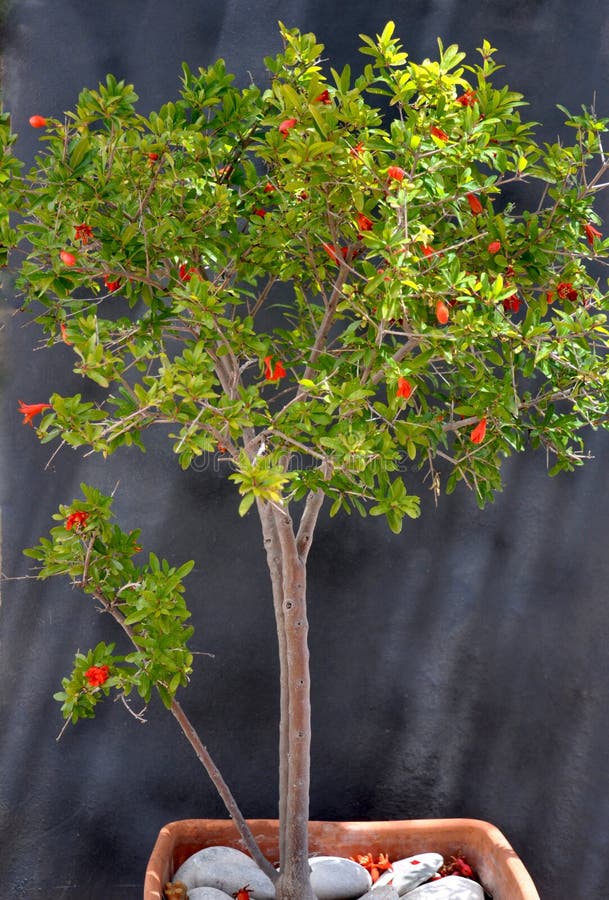 Ornamental Pomegranate Fruits Stock Image - Image of pomegranate ...