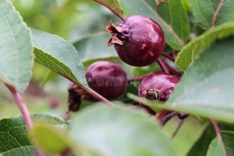 A Small Pomegranate with Raindrops Stock Image - Image of pomegranate ...