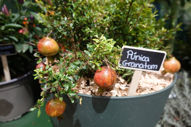 Small Pomegranate Tree with Potted Fruit . Pomegranate Fruit for ...